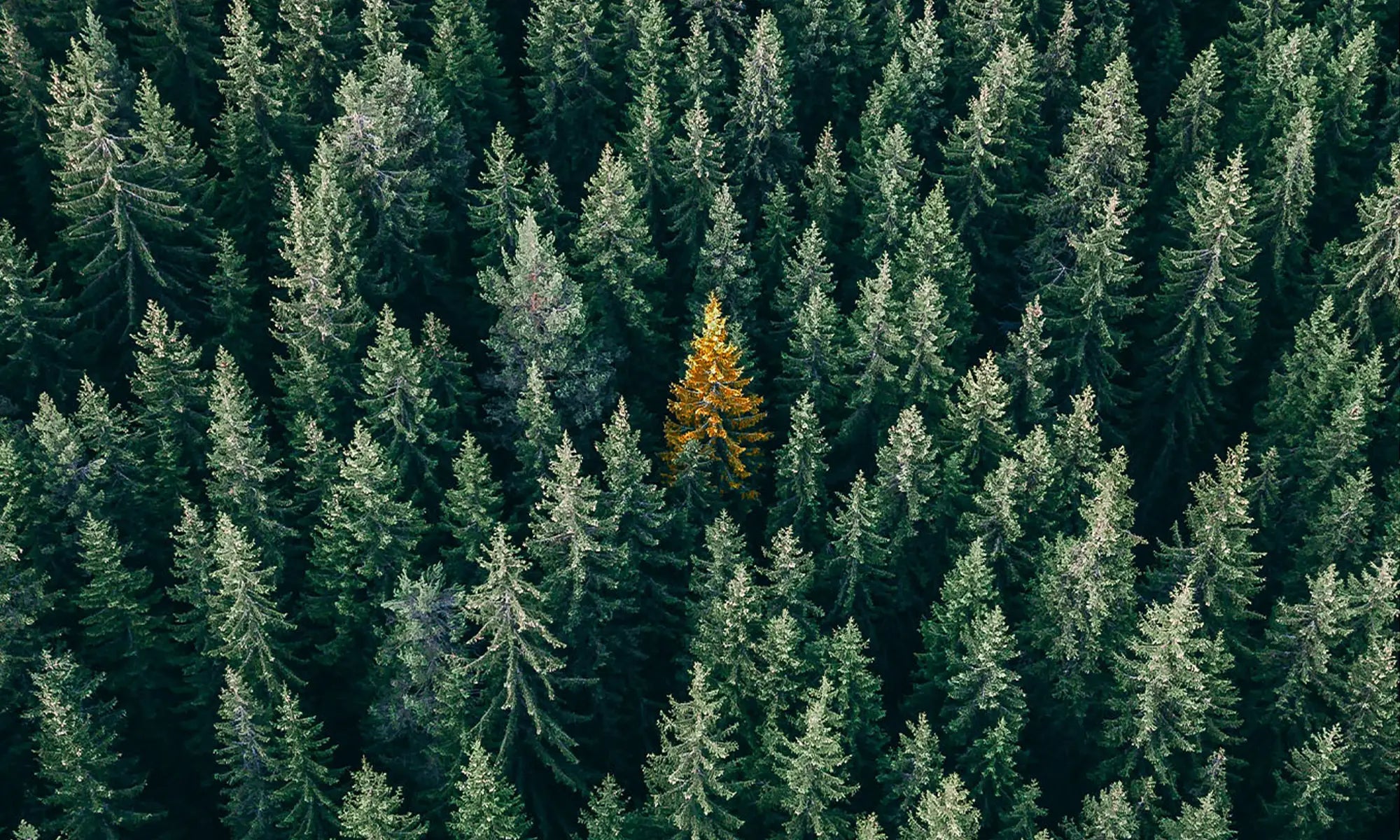 Umgang mit Krisen in New Work Unternehmen